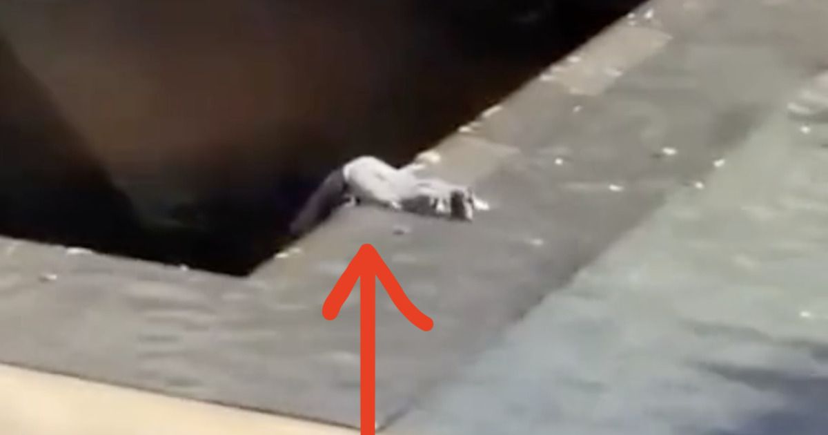 Man Dives Head First Into 9/11 Reflecting Pond, Falls 30 Feet | WLT Report